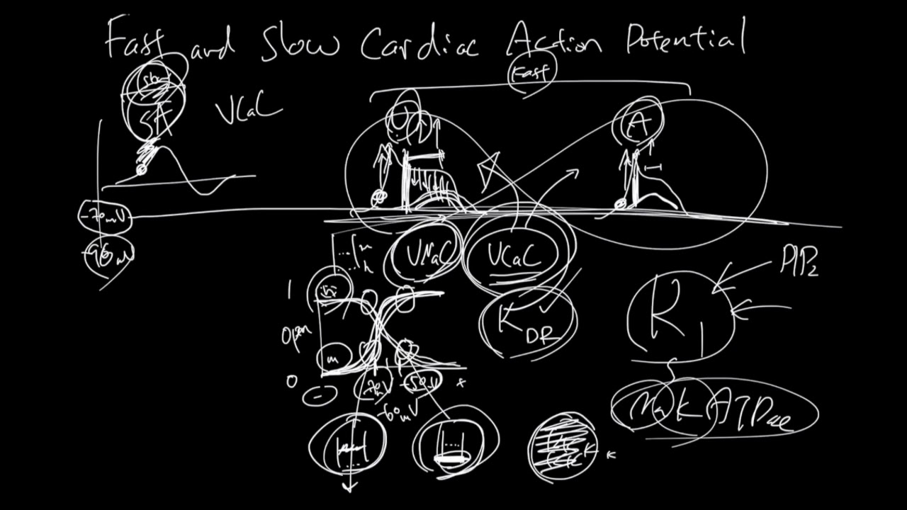Fast and Slow Cardiac Action Potential - YouTube