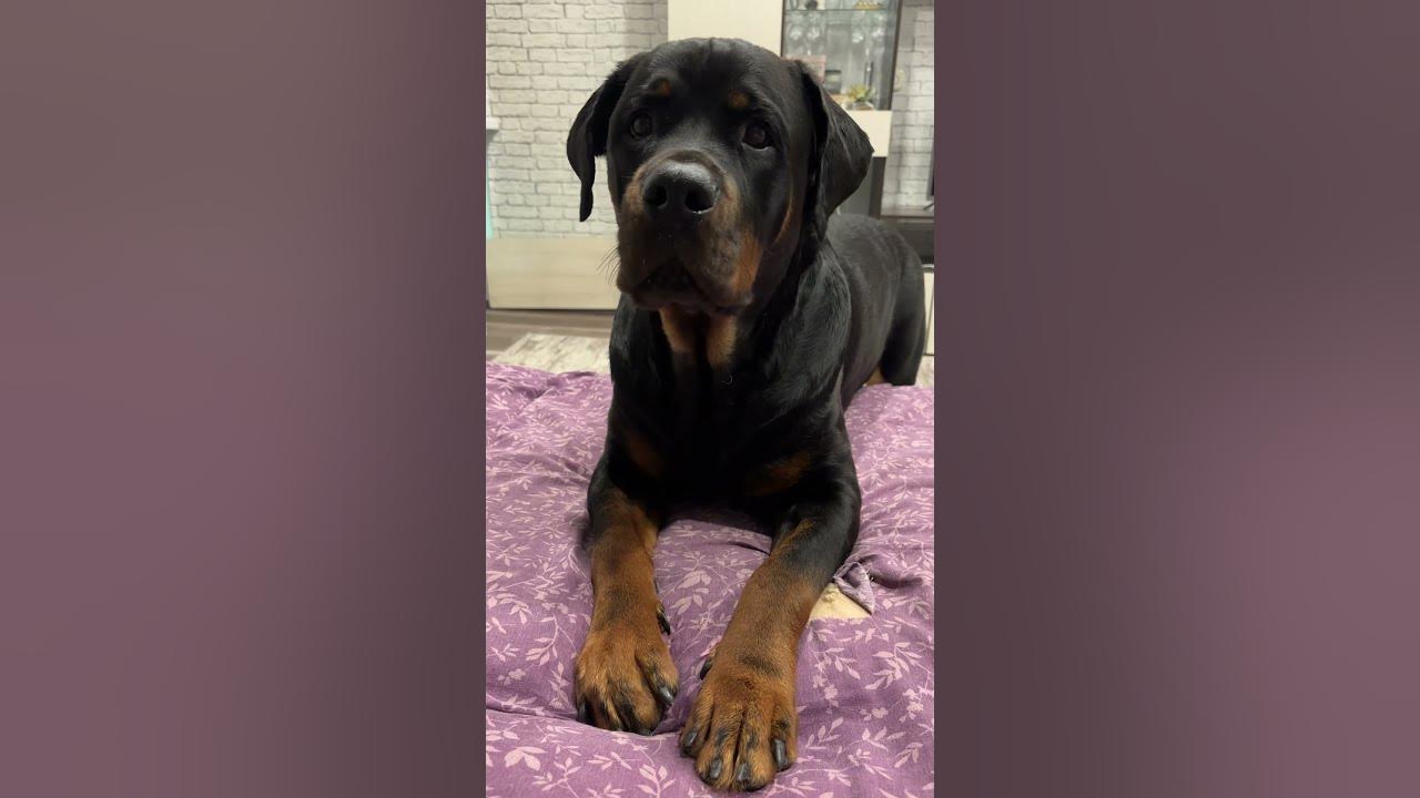 Dog Unintentionally Damages Bed During Playtime - YouTube