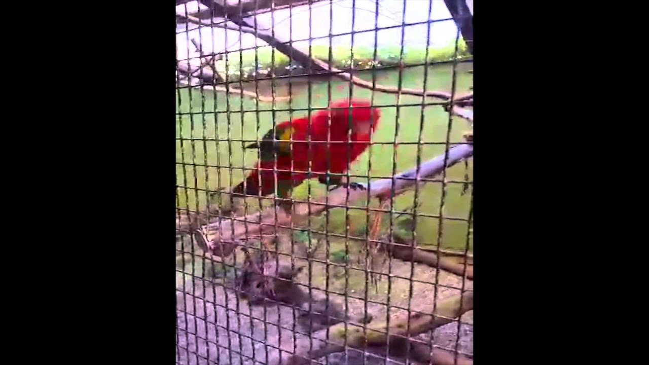 Bird Dancing to Slipknot - YouTube