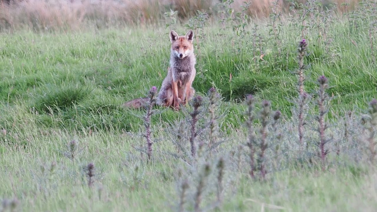 Fox in field - YouTube