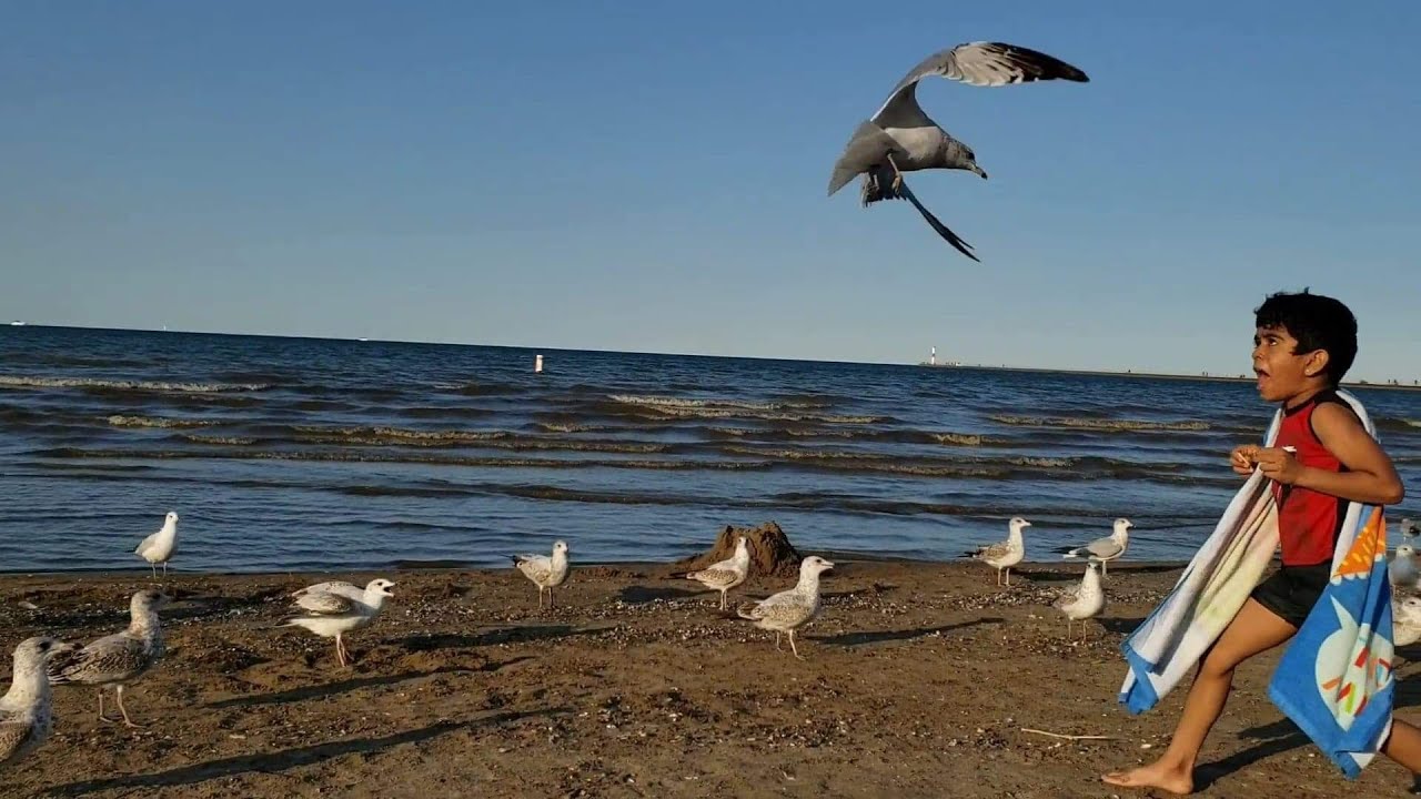 Seagull Fighting 🧐/Seagulls Hunting For Food in New York Beach 😲/Food ...