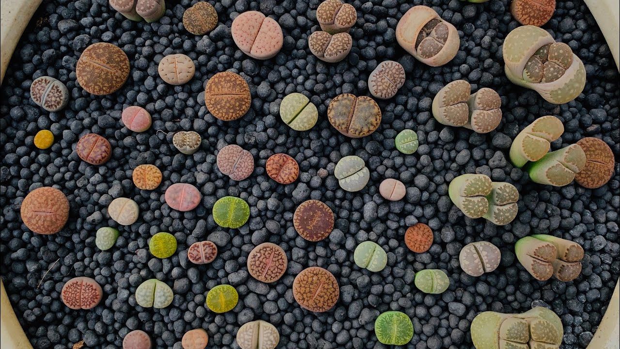 (Tập 13) TRỒNG LITHOP | CHIA SẼ TRỰC TIẾP CÁCH TRỒNG VÀ GIÁ THỂ TỐT CHO ...