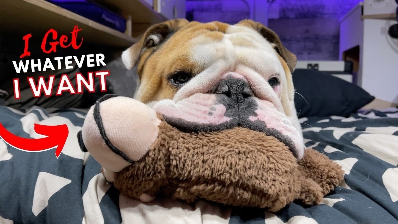 Cruz The Bulldog Gets A New Toy Monkey - YouTube