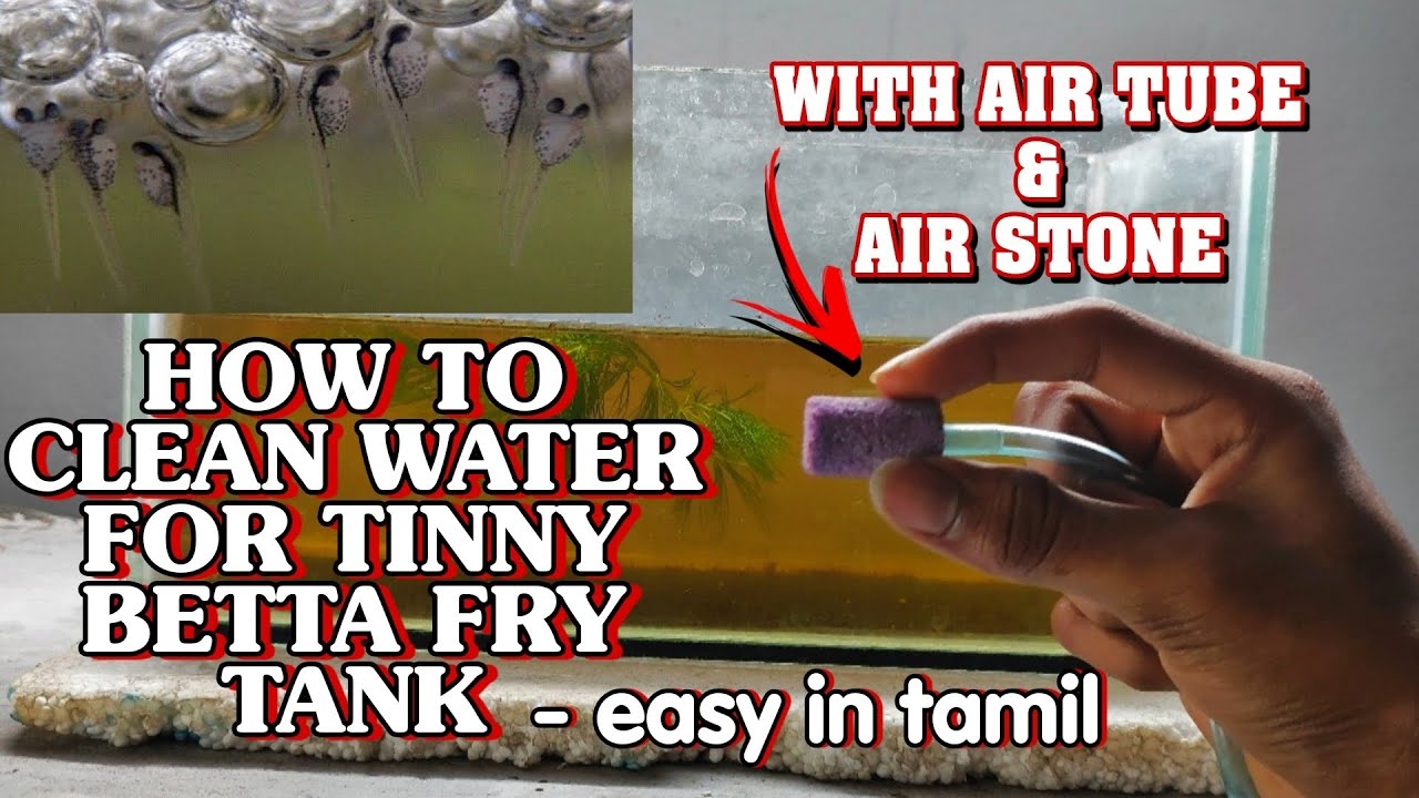 HOW TO CLEAN WATER TINNY BETTA FRY TANK| EASY STEPS in தமிழ்|without ...