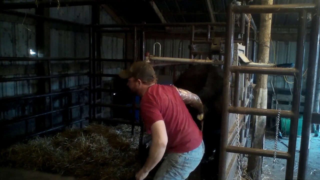 Assisting a cow that is having problems giving birth - YouTube
