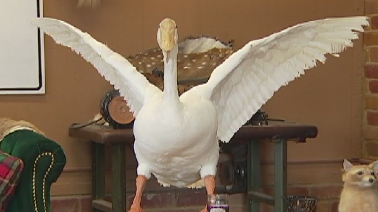 Homer the Homeless Goose memorialized in Austin - YouTube