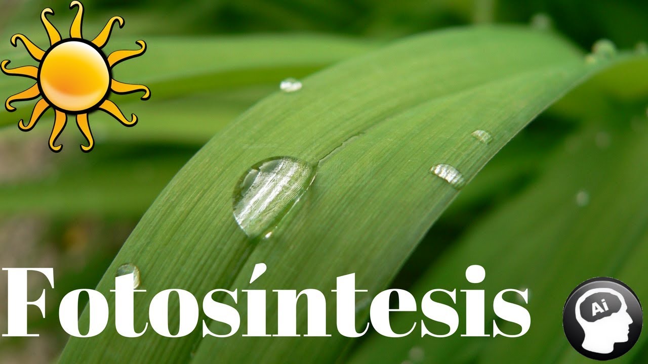 La fotosíntesis, fase luminosa, oscura, importancia biológica - YouTube