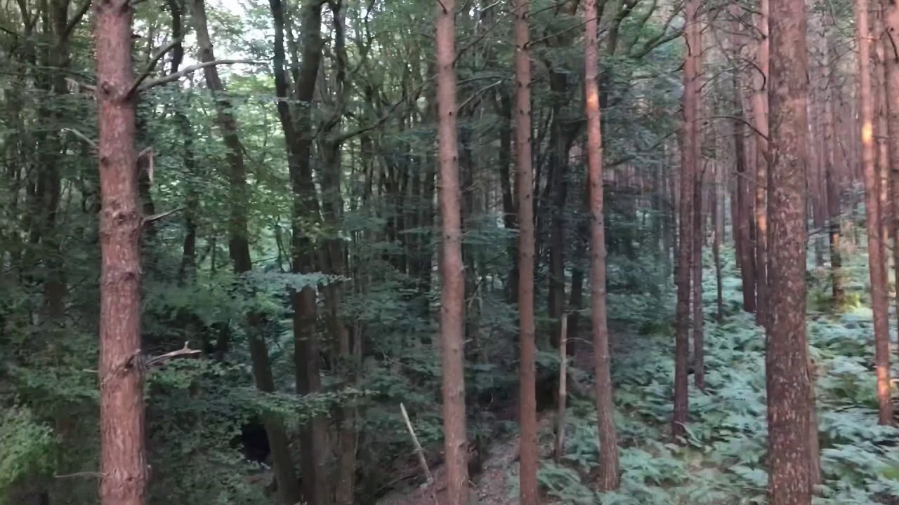 Tree hide build - YouTube