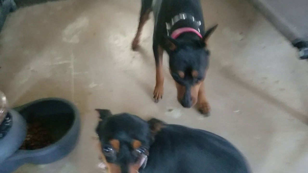 Savick and Lit'l Abner Breeding 08 18 2019 - YouTube