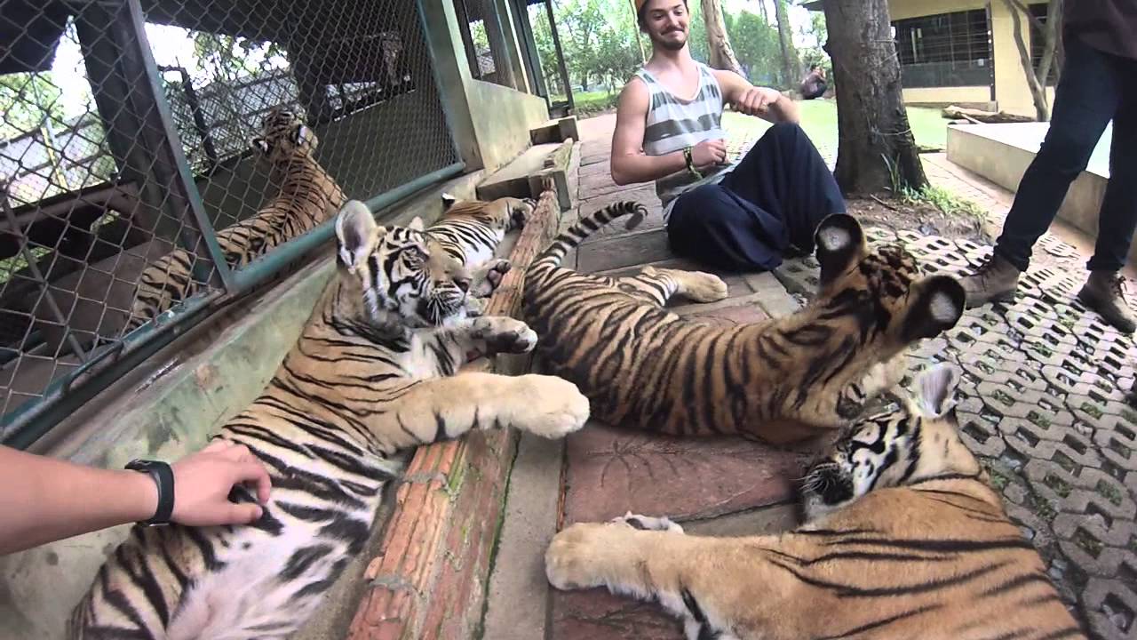 Playing with the Tigers at Tiger Kingdom Chiang Mai! - YouTube