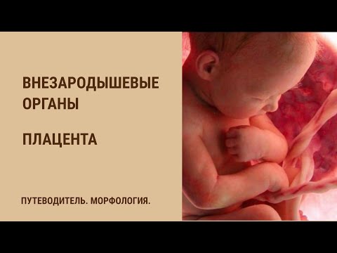 Внезародышевые органы. Плацента