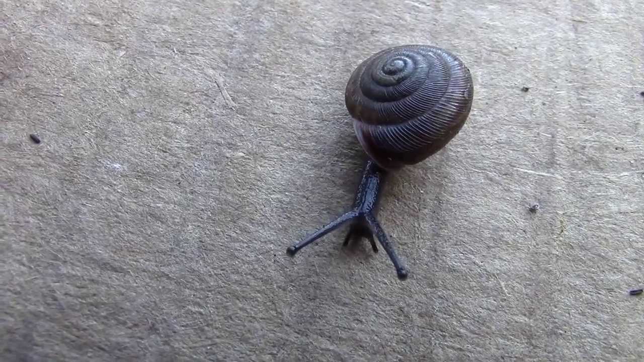 Triodopsis hopetonensis (Shuttleworth, 1852) Magnolia Threetooth Snail ...