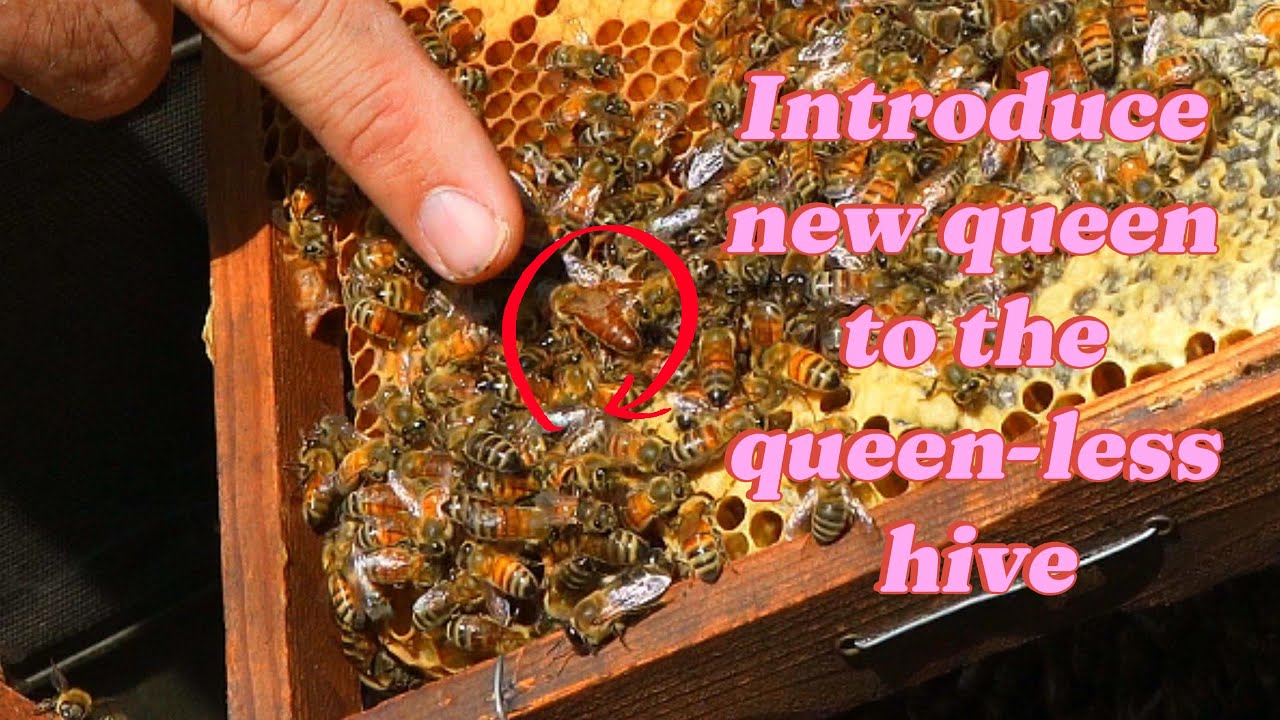 I check all hives and look for queens before relocated and re-queen ...