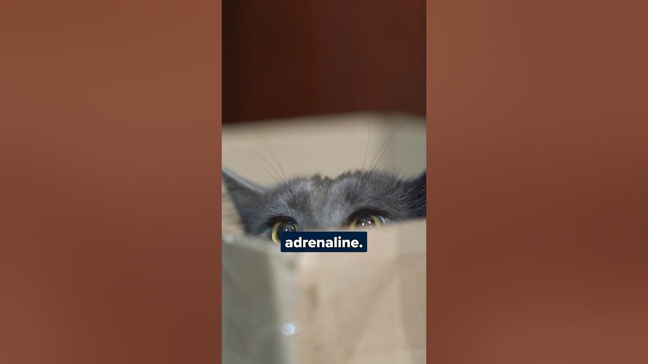 Why Do We Like to be Scared? A Penn State Psychologist Weighs In # ...