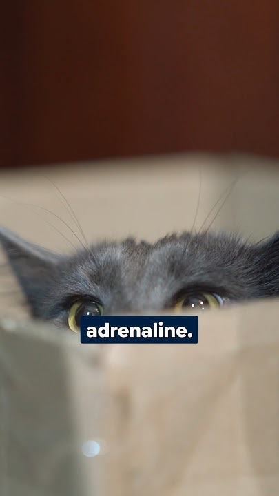 Why Do We Like to be Scared? A Penn State Psychologist Weighs In # ...