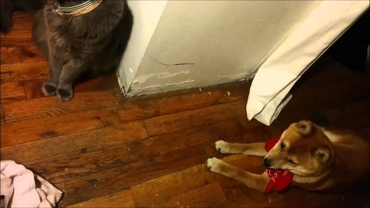 Ninja Cat Vs Shiba Inu - YouTube