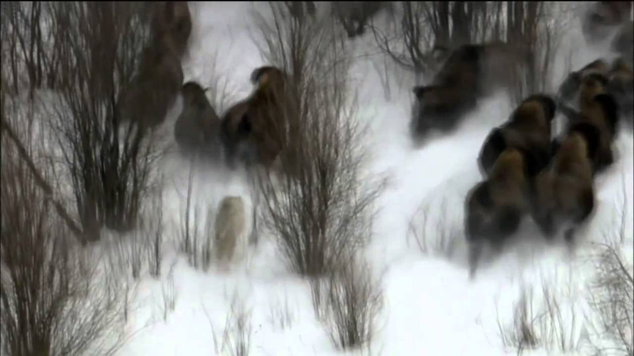 NATURE Wolves Hunting Buffalo Cold Warriors Wolves and Buffalo PBS ...