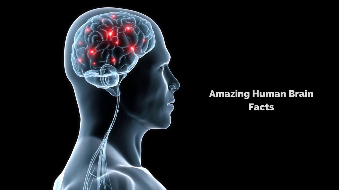 Human Mind, Amazing human Brain Facts! - YouTube