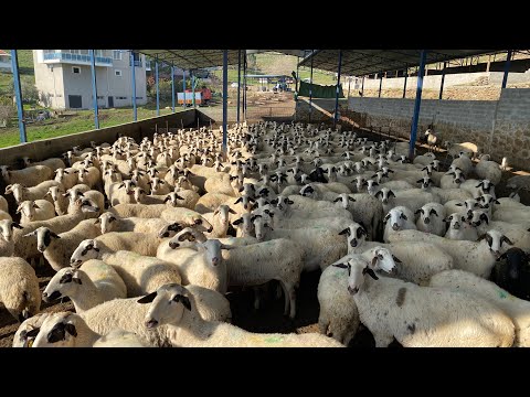 500 KOYUNDAN 1200 KUZU ALIYOR.