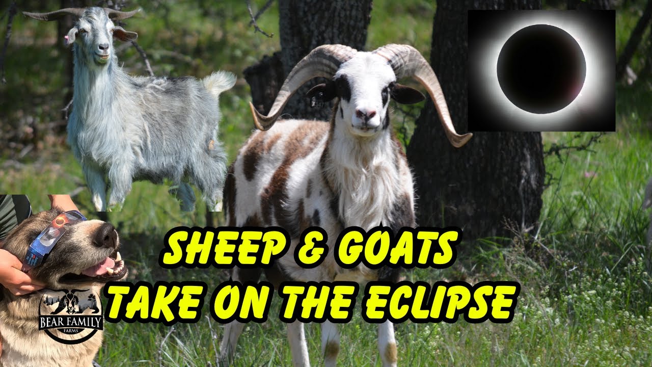 2024 Solar Eclipse with Sheep and Goats? - YouTube