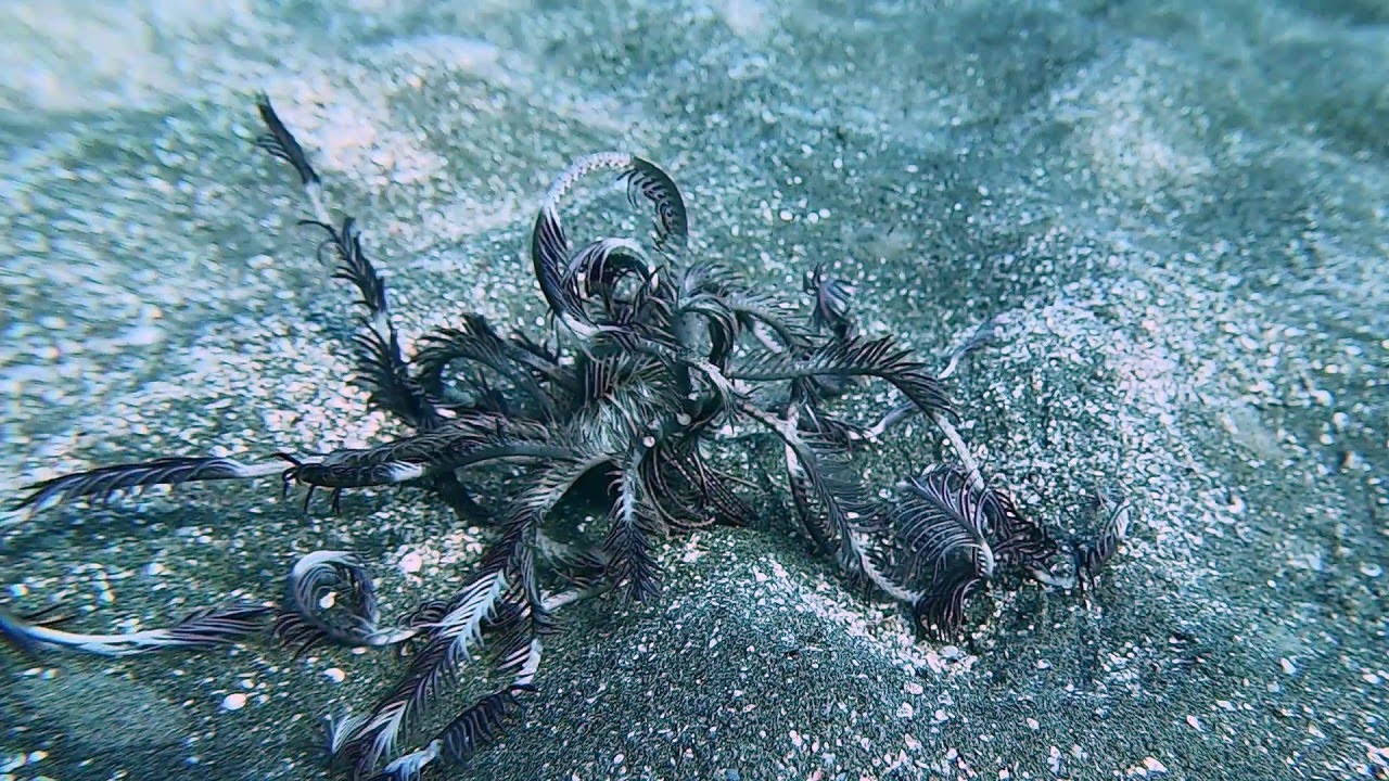 Strange Sea Creature Scuttles along Floor || ViralHog - YouTube