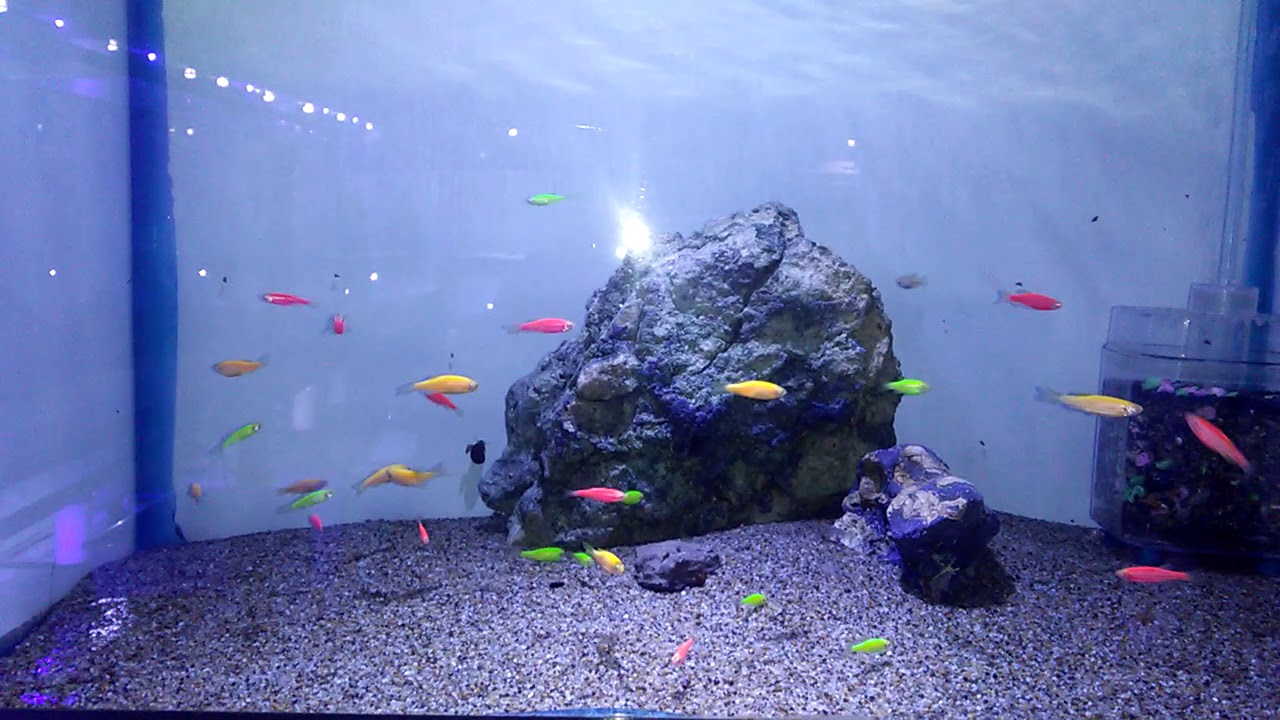 Acuario Peces Aguilar Uc--Cebra Transgénica - YouTube