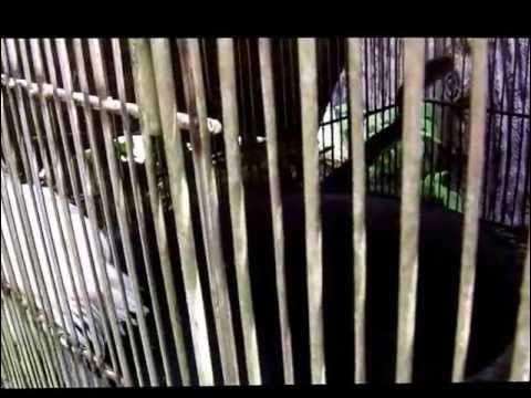 chicken wins vs python - YouTube