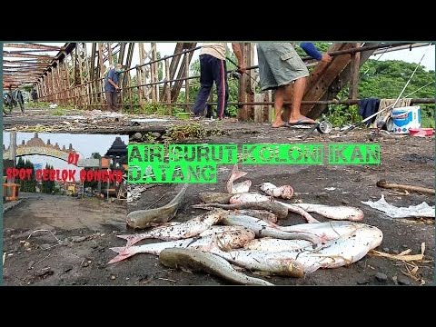 Air surut! Koloni ikan jendil datang! Mancing ikan di Spot Ceblok ...