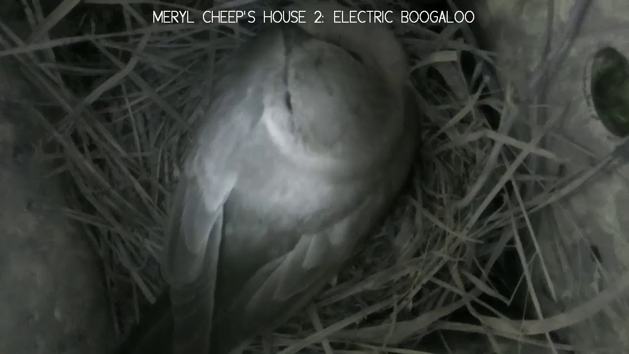 Jason Phebus Live Stream - YouTube