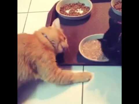 Kucing cacat yg dipelihara - YouTube