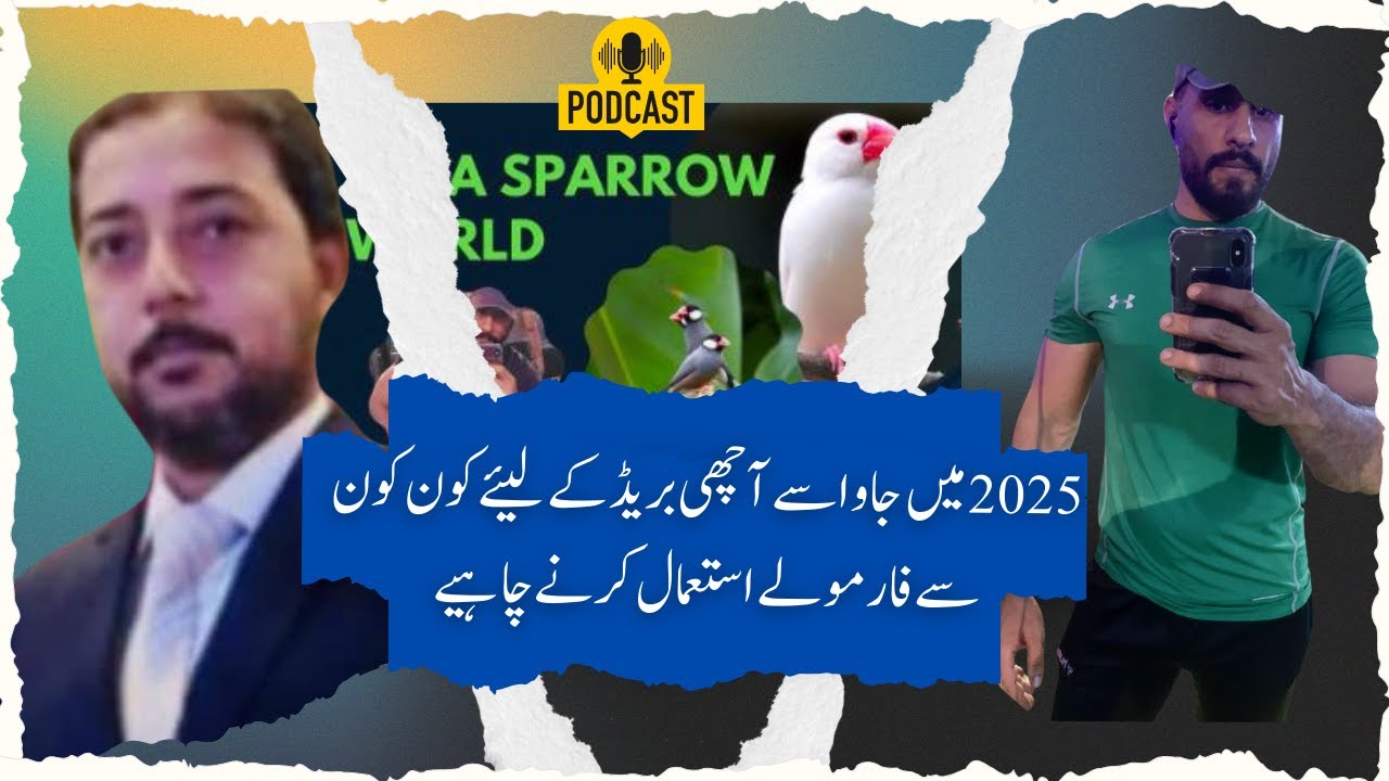 Java Sparrow Seed mix, Fawn Java , Java Sparrow , Java Finch , Lovebird ...