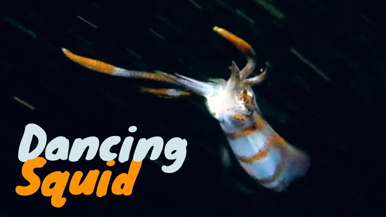 Squid dancing in the dark - YouTube