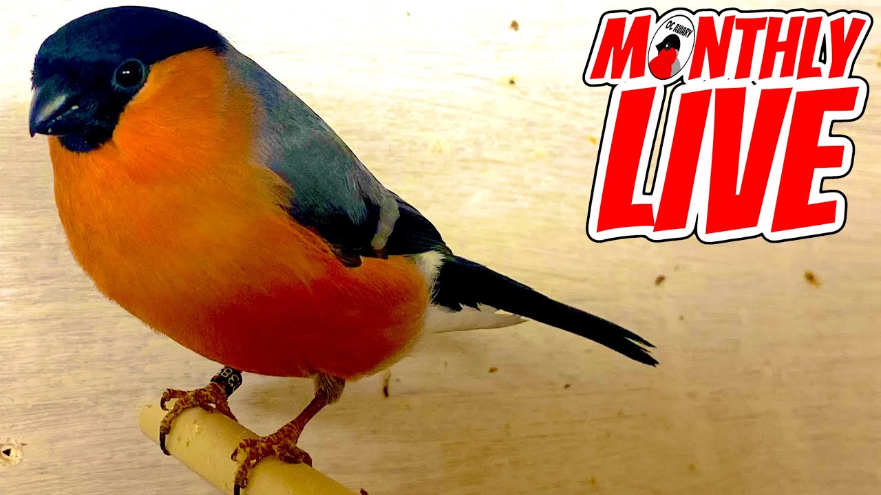 OC AVIARY Monthly Live - December 4th 2021 - YouTube