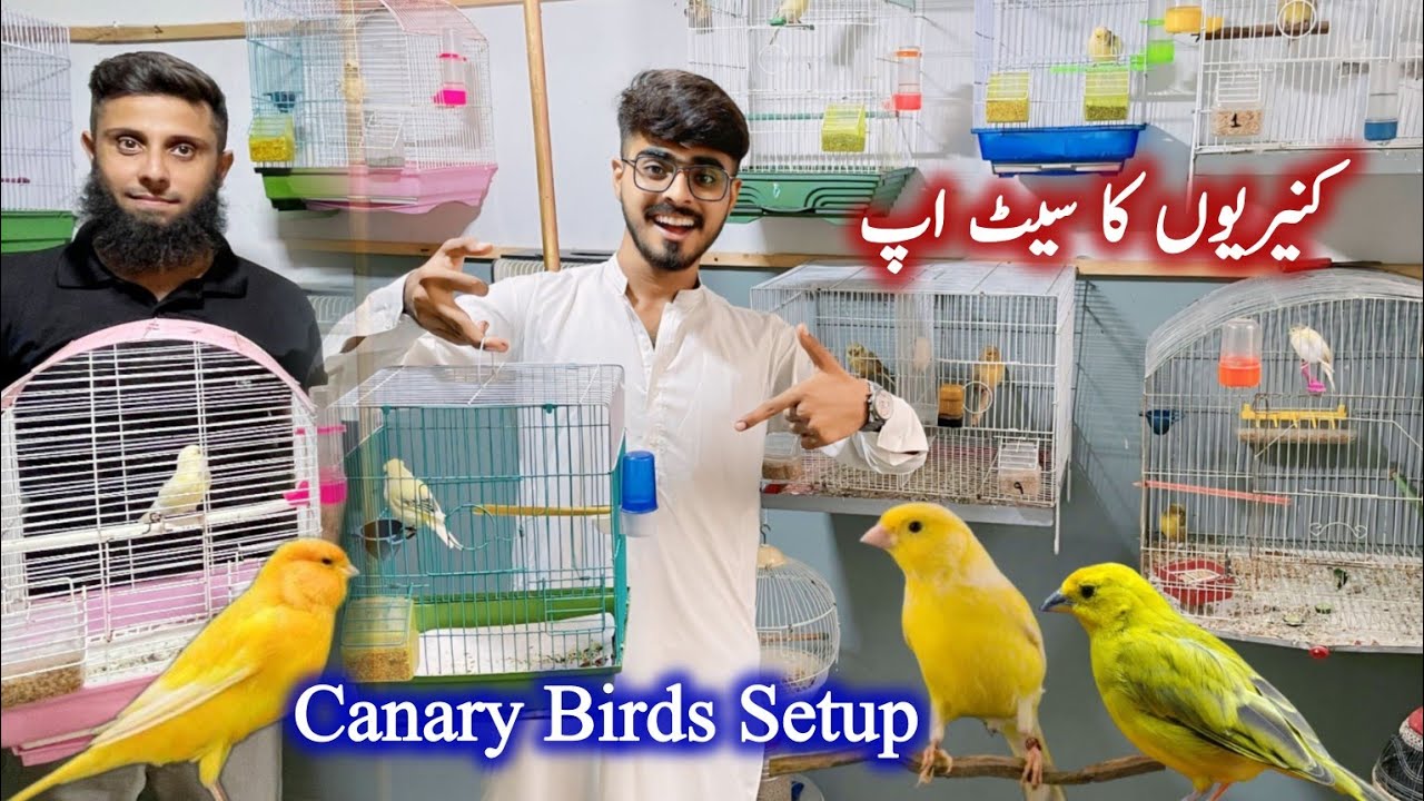 Canary Singing Birds Setup at Khurram Bhai | Rare and Unique Exotic ...