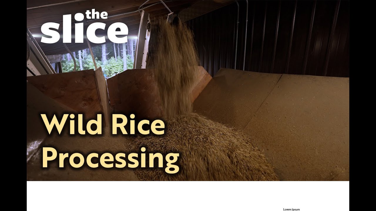 Processing Wild Rice - YouTube