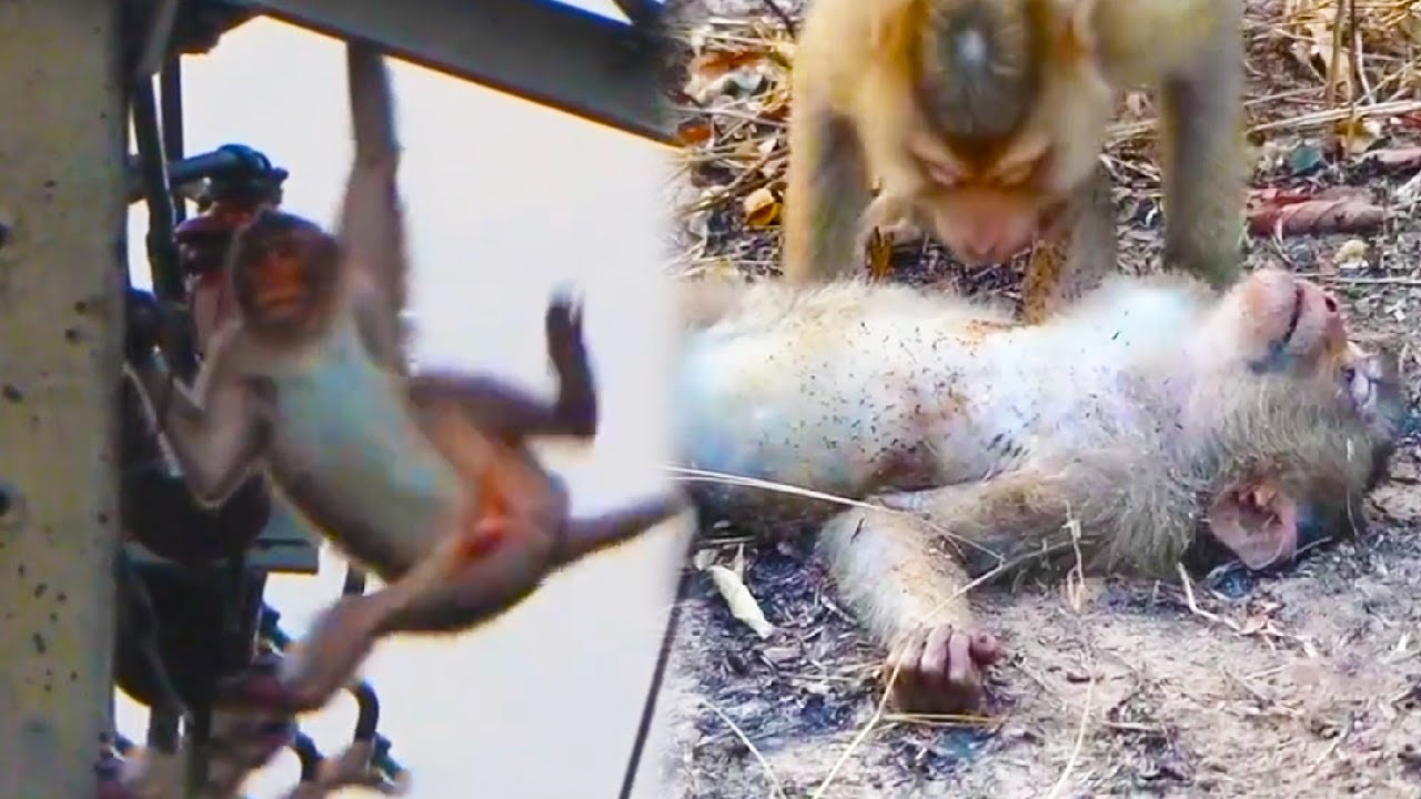 Monkey Daily Life. The monkey suffered burns to many parts of its body ...