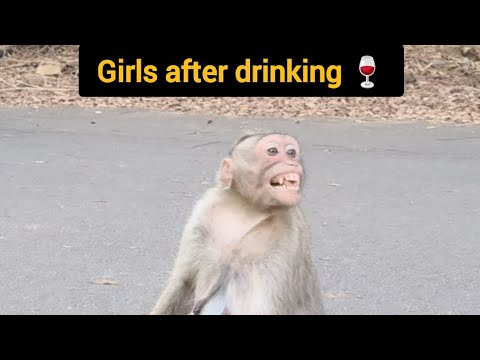 Monkey memes on funny human activities 🐒 - YouTube