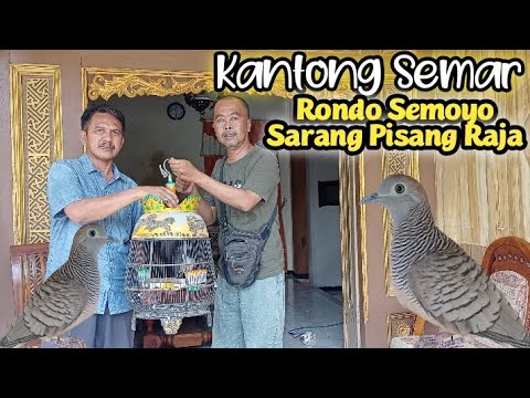 Perkutut Lokal Katuranggan KANTONG SEMAR Rondo Semoyo Bersarang di Pisang Raja 🤩 Dari Pelosok Desa