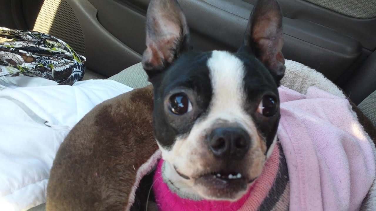 Conversations from the Car - Boston Terrier Talk - YouTube