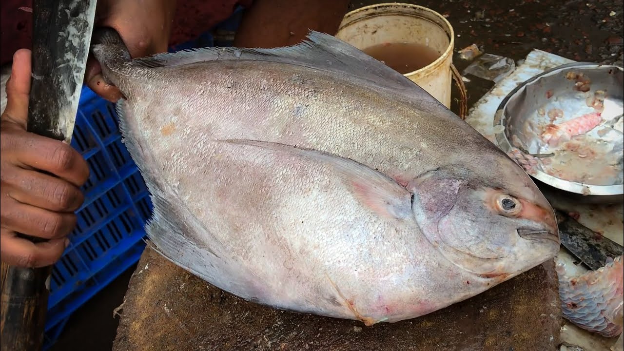 Black Pomfret Fish Cutting, Fish Market Fish Cutting Skills, Cutting ...