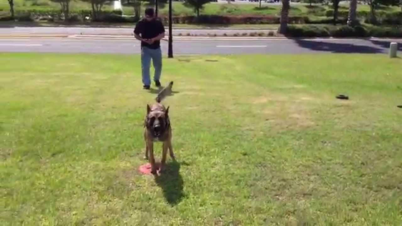Amazing control Police Dog Training - YouTube