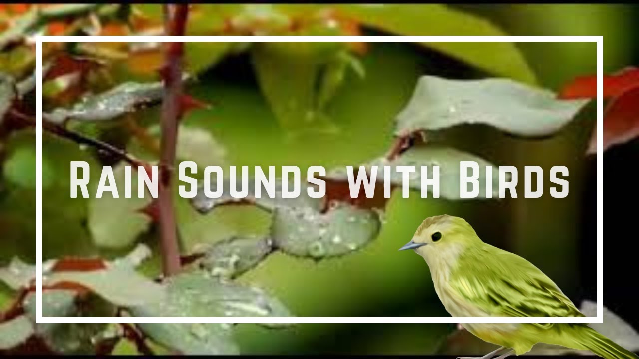 Relaxing calm melodious Music Along with Beautiful Birds ~ peace sounds ...