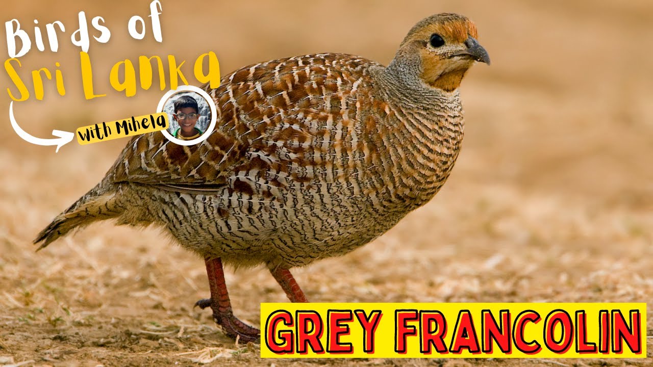 GREY FRANCOLIN | Birds of Sri Lanka with Mihela | Grey Partridge, Manu ...