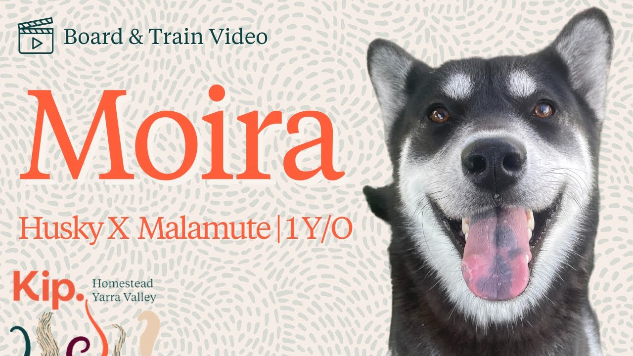 Moira Training Video - YouTube