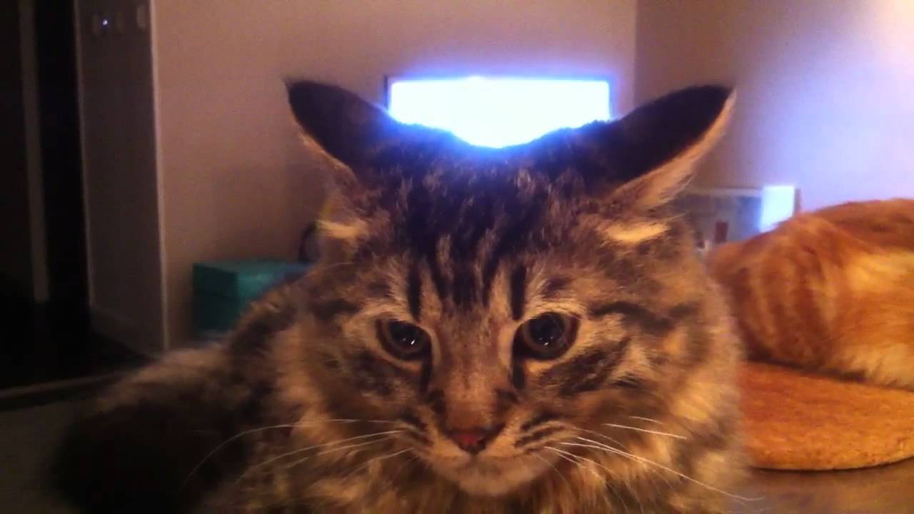 Transformer cat - Stealth fighter plane transformation pa - YouTube