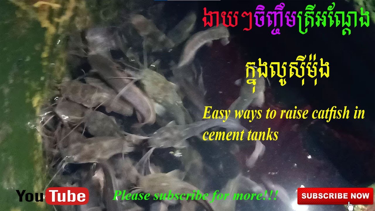 Raising catfish in cement tanks - YouTube