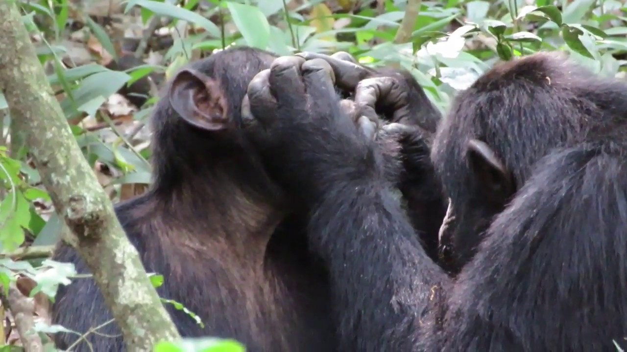 Chimp males grooming - YouTube