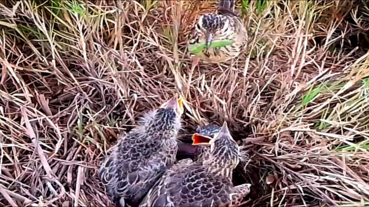 African pipit Birds bring live blue worms to feed their young - YouTube