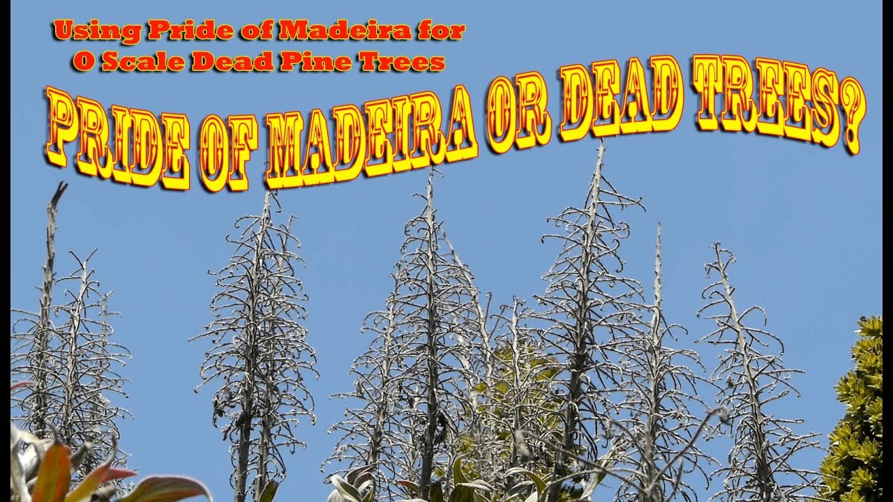 Pride of Madeira as Dead Pine Trees on your Model Railroad ? - YouTube