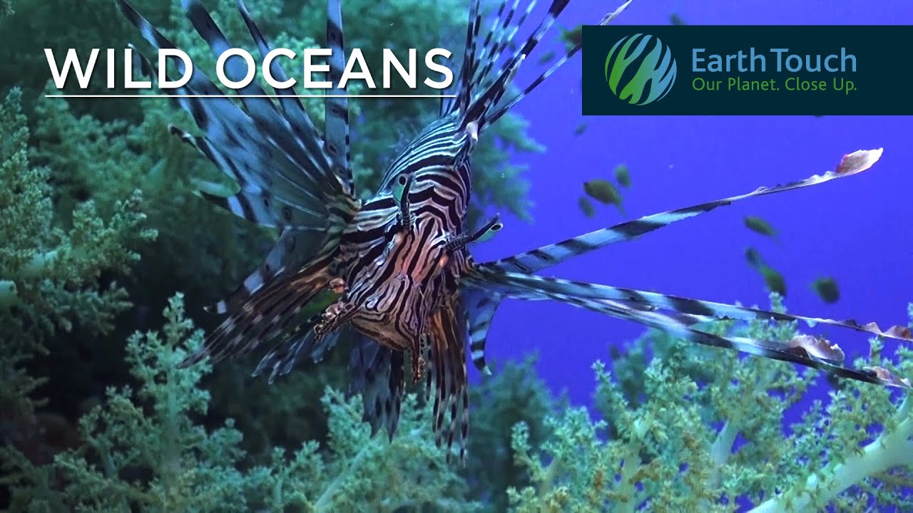 Lionfish stalks and kills prey - YouTube